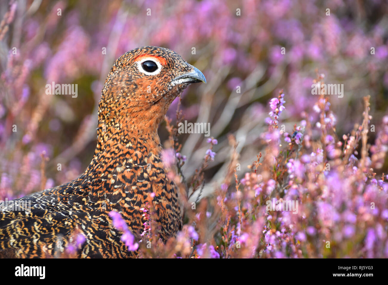 Red Grouse in Purple Heather Moorland, Yorkshire Stock Photo - Alamy