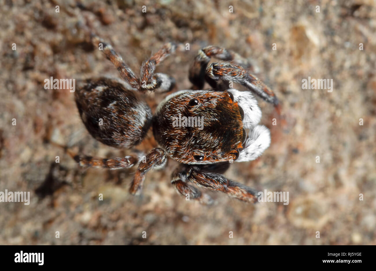 Macro Photography of Jumping Spider on The Ground Stock Photo - Alamy