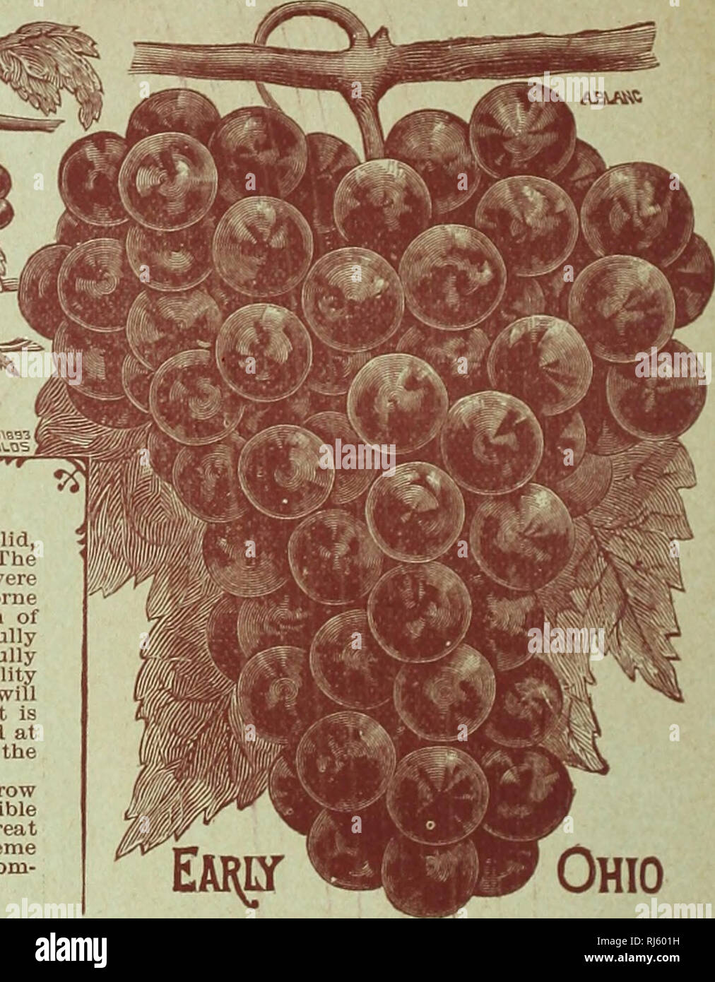 Rip crops hi-res stock photography and images - Alamy