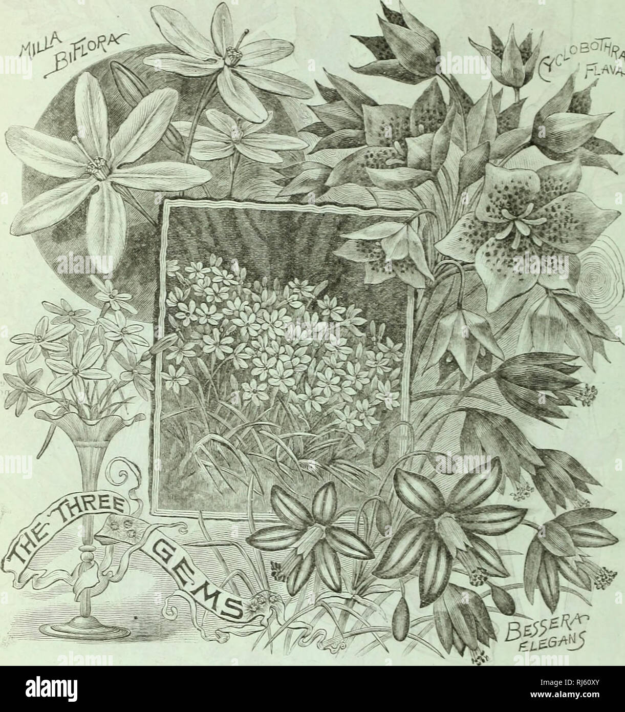 Crei Y High Resolution Stock Photography and Images - Alamy