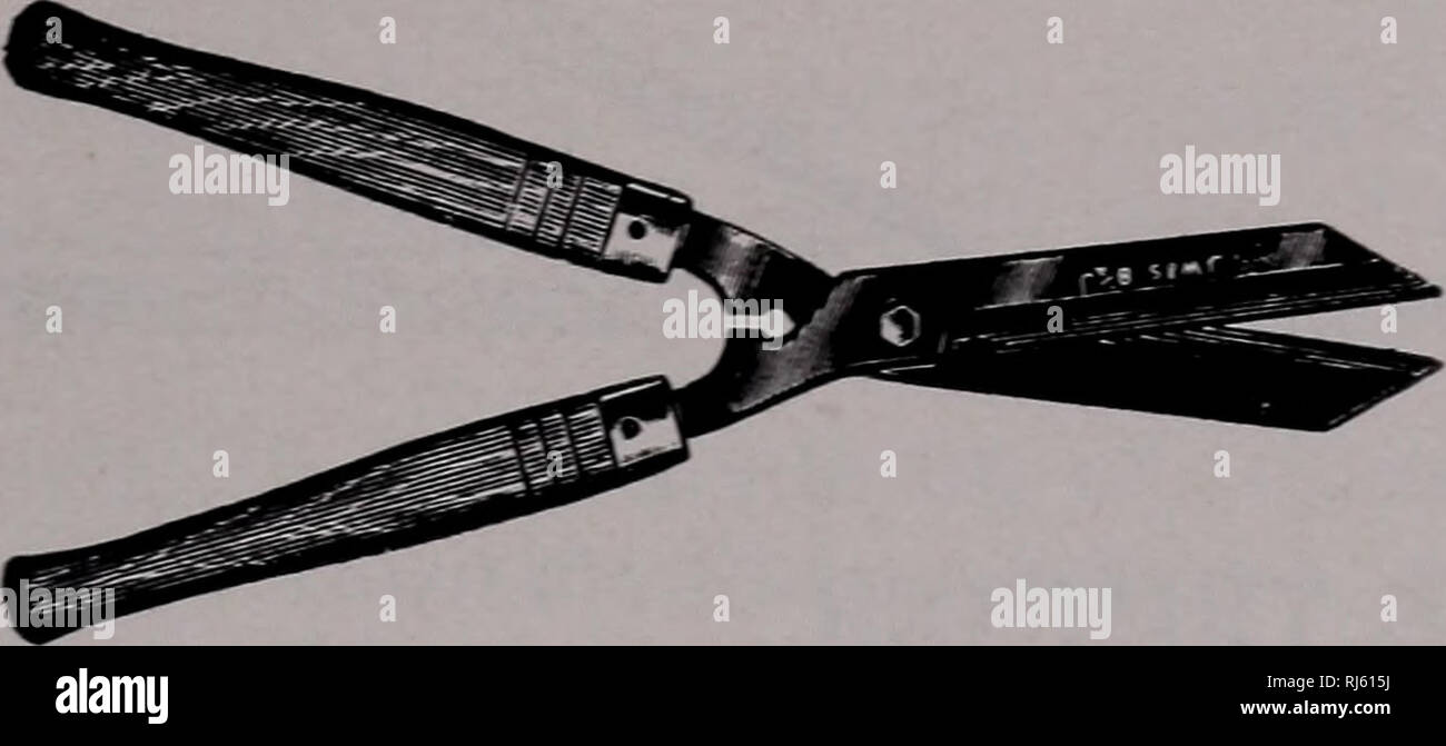 Using hedge cutter hi-res stock photography and images - Alamy