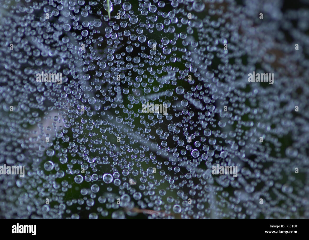beautiful spider web with water drops of dawn Stock Photo - Alamy
