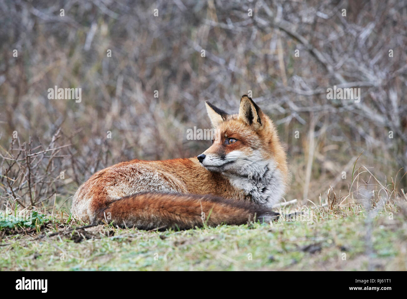 Fox (Vulpes vulpes Stock Photo - Alamy