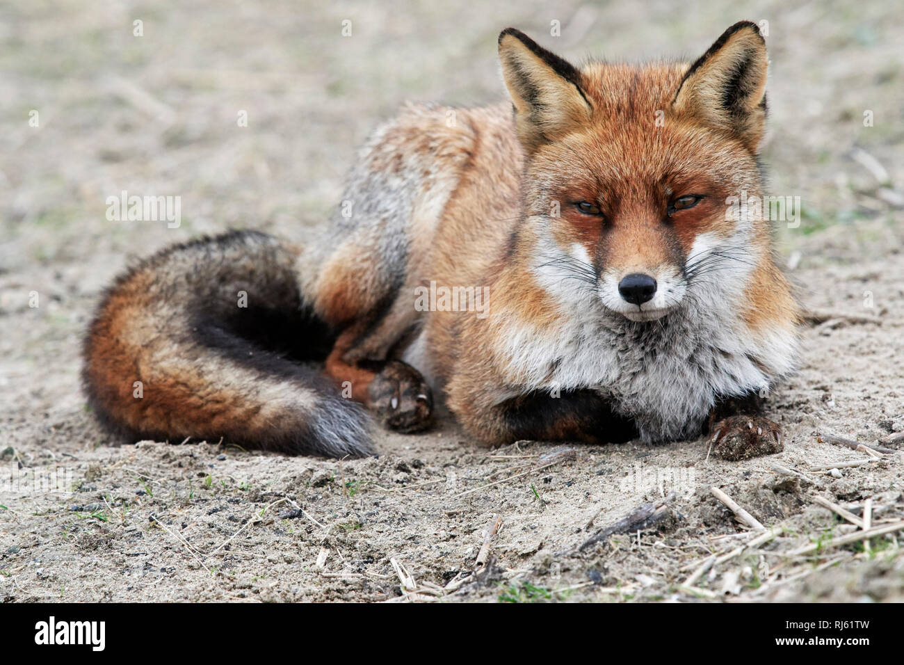 Fox (Vulpes vulpes Stock Photo - Alamy