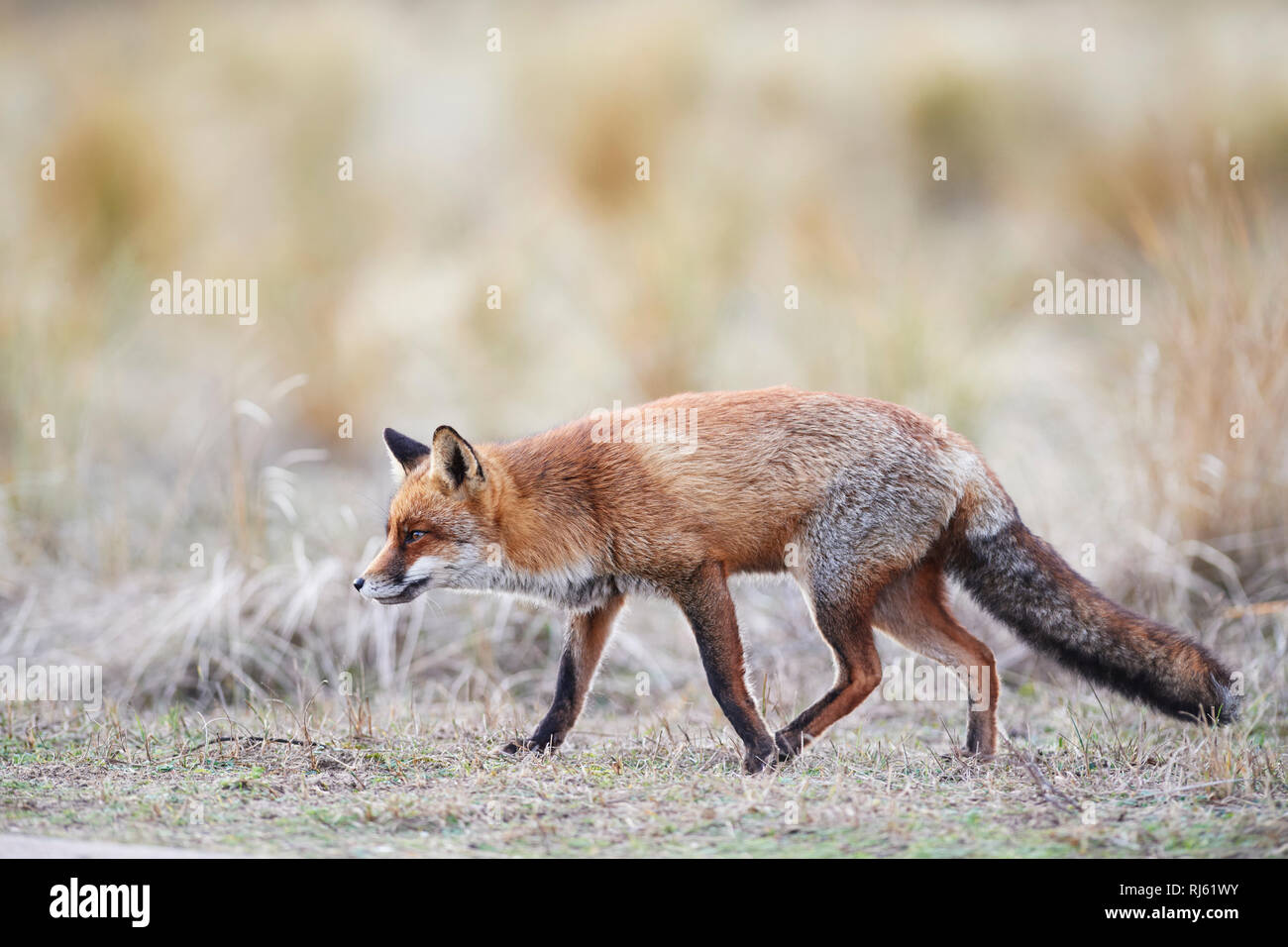 Fox (Vulpes vulpes Stock Photo - Alamy