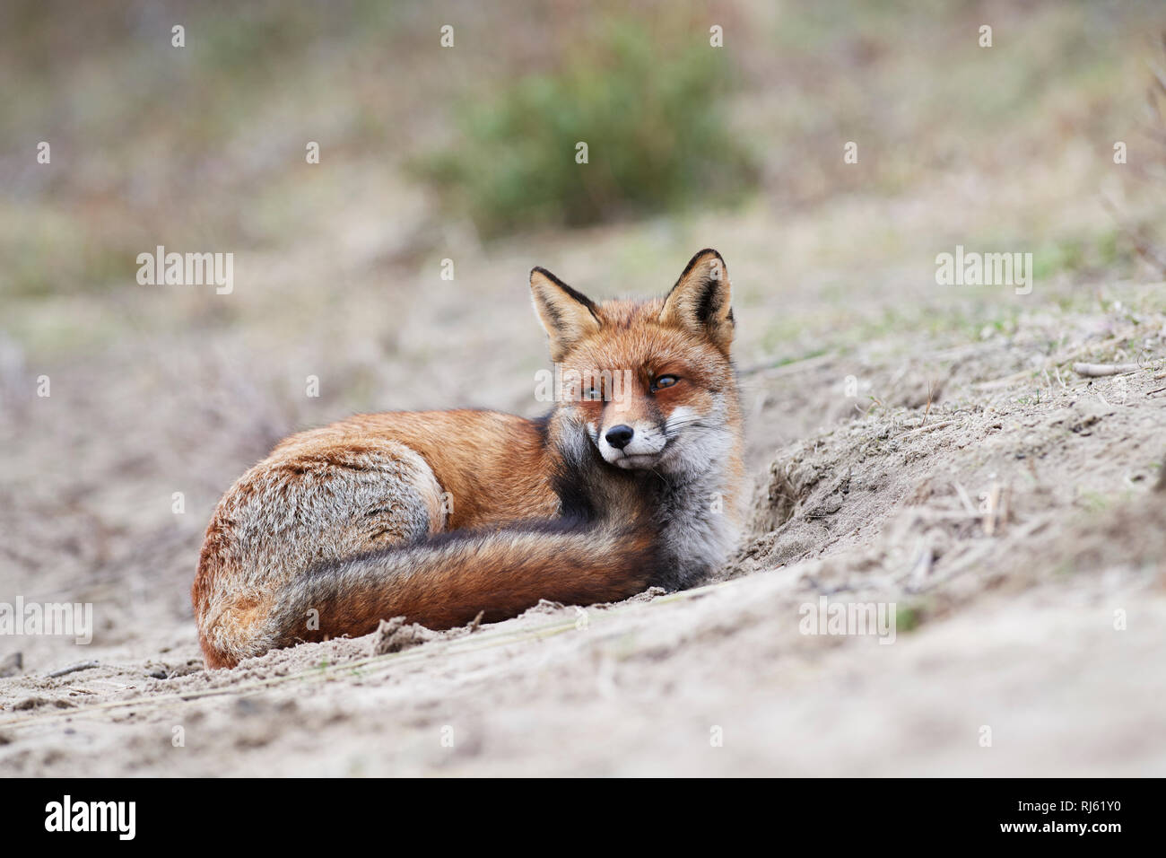 Fox (Vulpes vulpes Stock Photo - Alamy