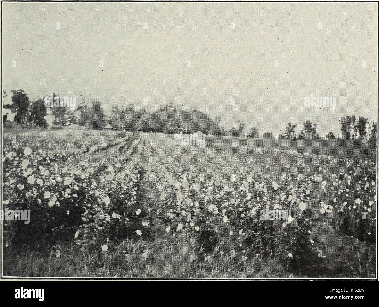 Benefit of tree roots hi-res stock photography and images - Alamy