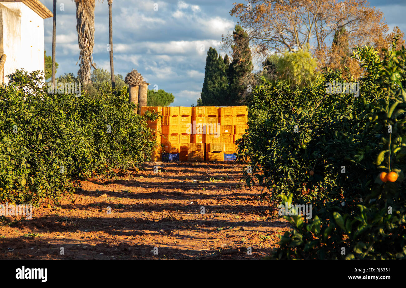 orange trees prepared for collection in denia Stock Photo - Alamy
