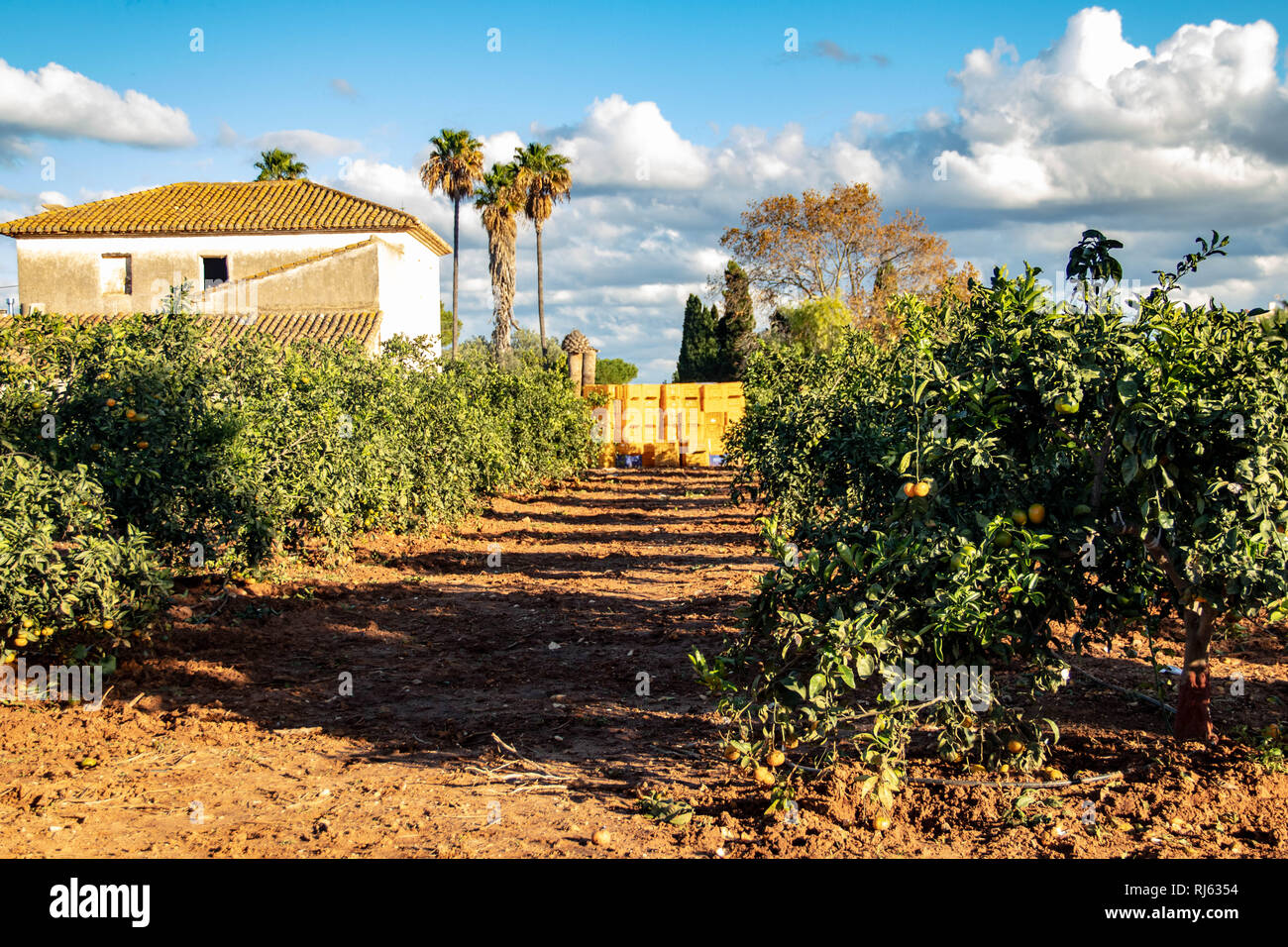 orange trees prepared for collection in denia Stock Photo - Alamy