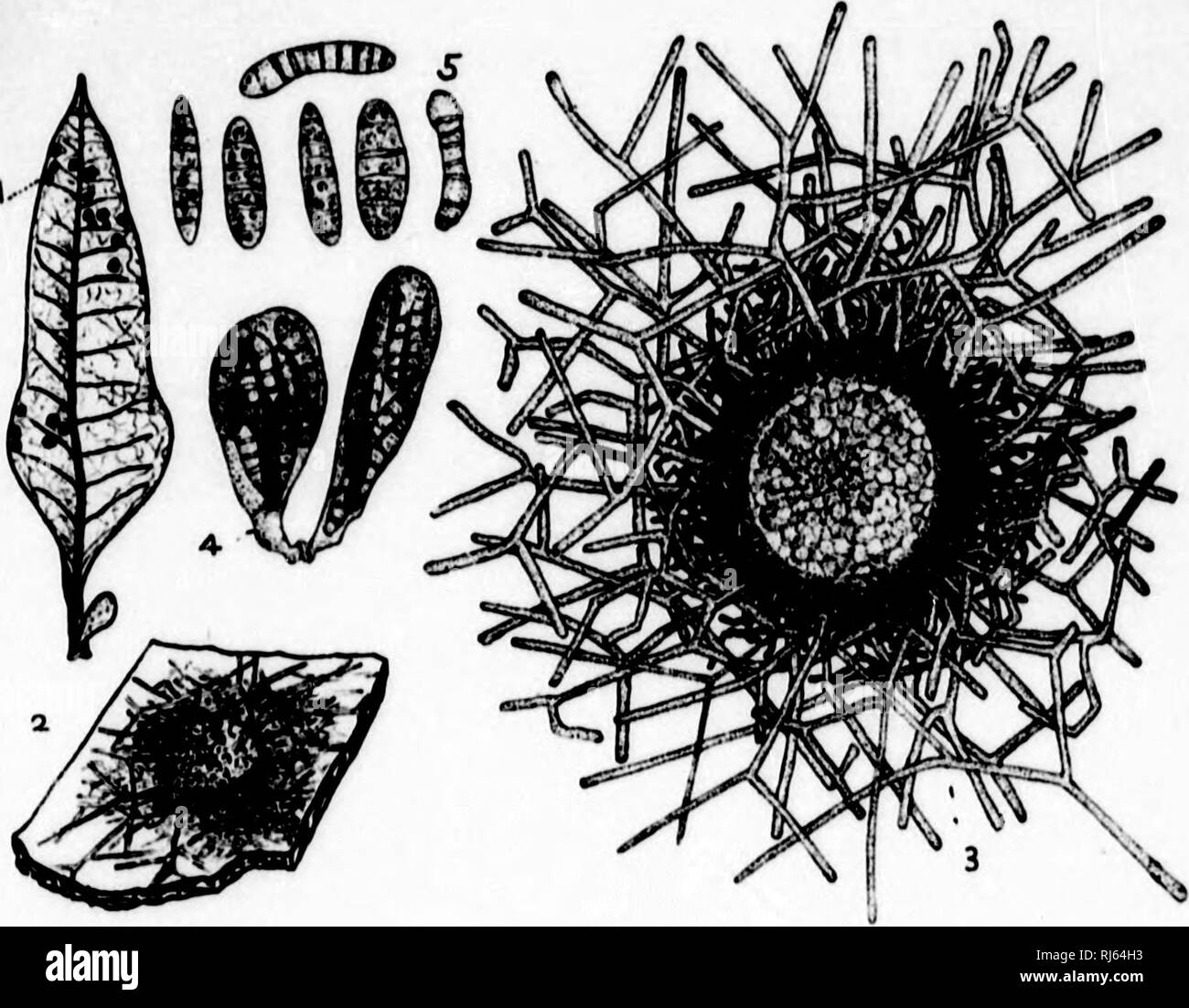 . The North American Pyrenomycetes [microform] : a contribution to ...