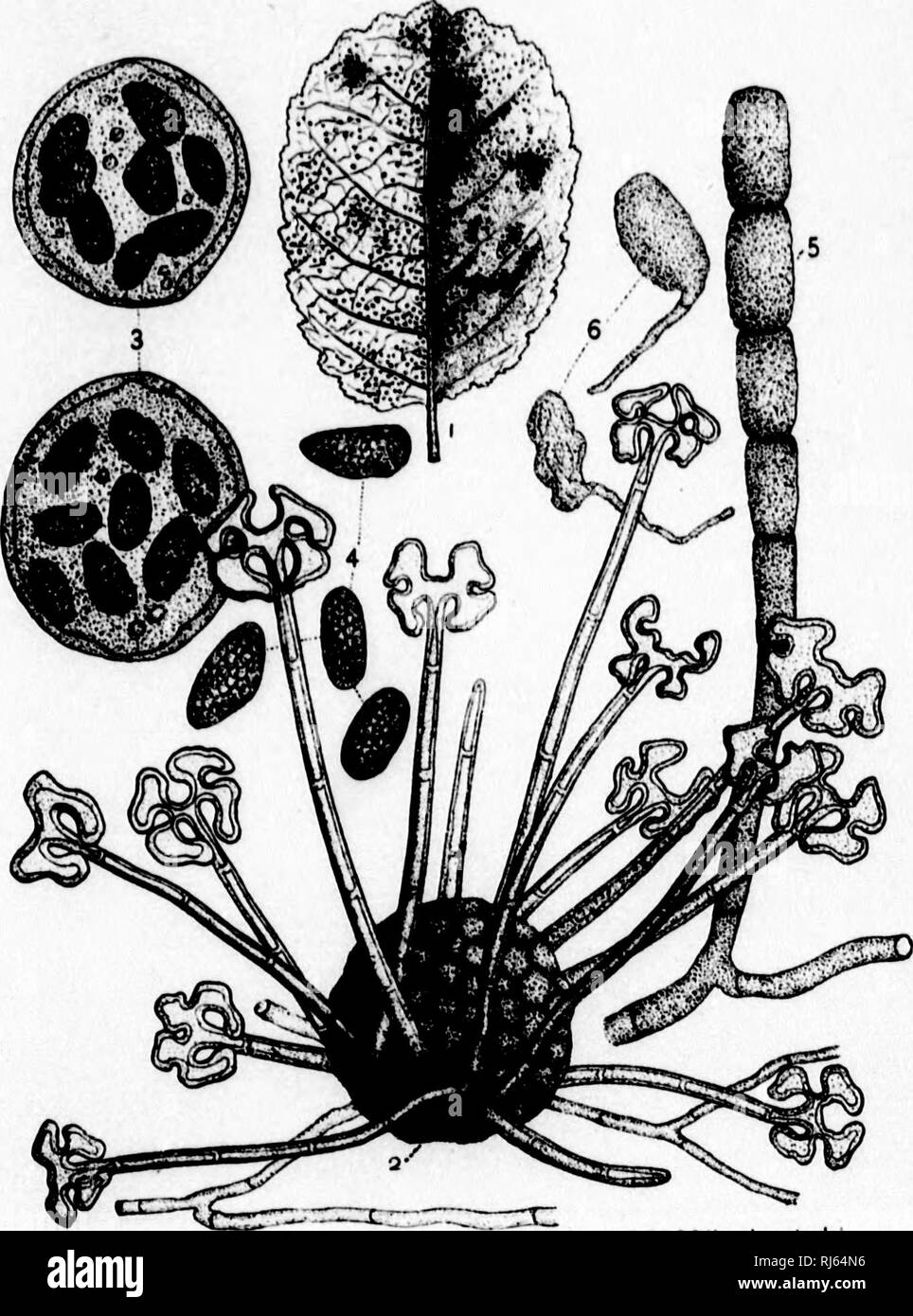 M t anderson Black and White Stock Photos & Images - Alamy