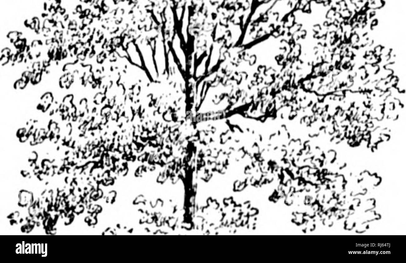 High elevation tree Black and White Stock Photos & Images - Alamy