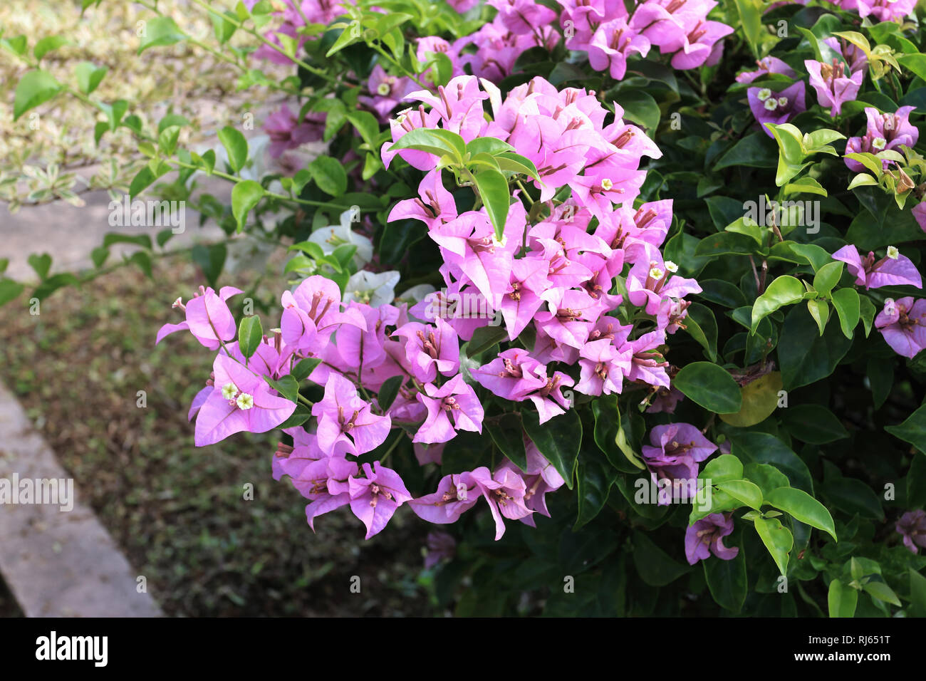 Pink bougainvilleas hi-res stock photography and images - Alamy