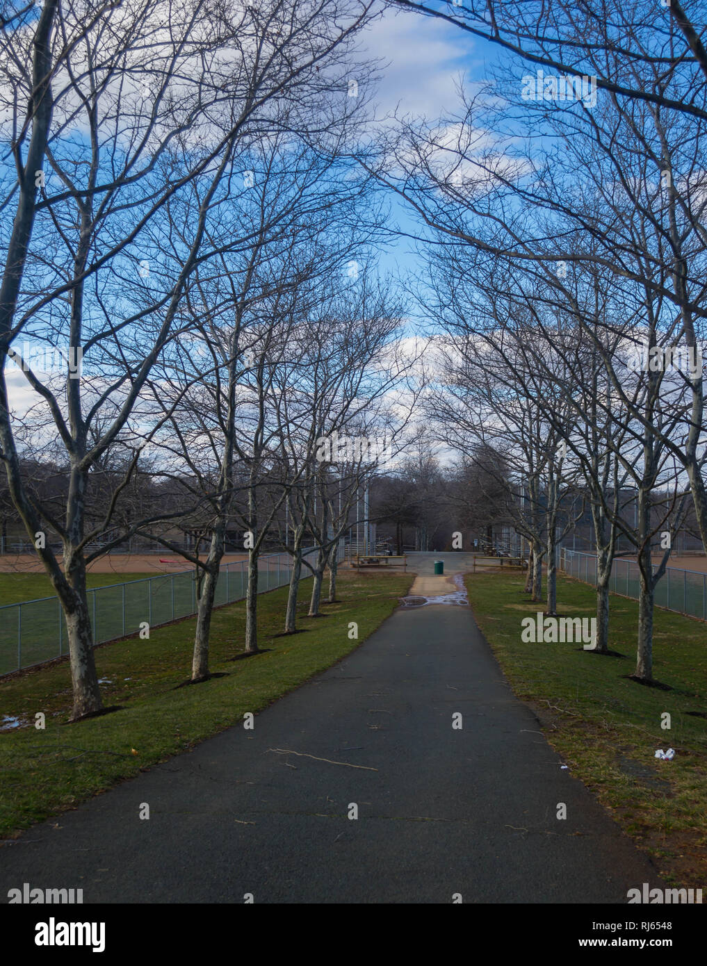 Tree-lined Walkway in Park During Winter Stock Photo - Alamy