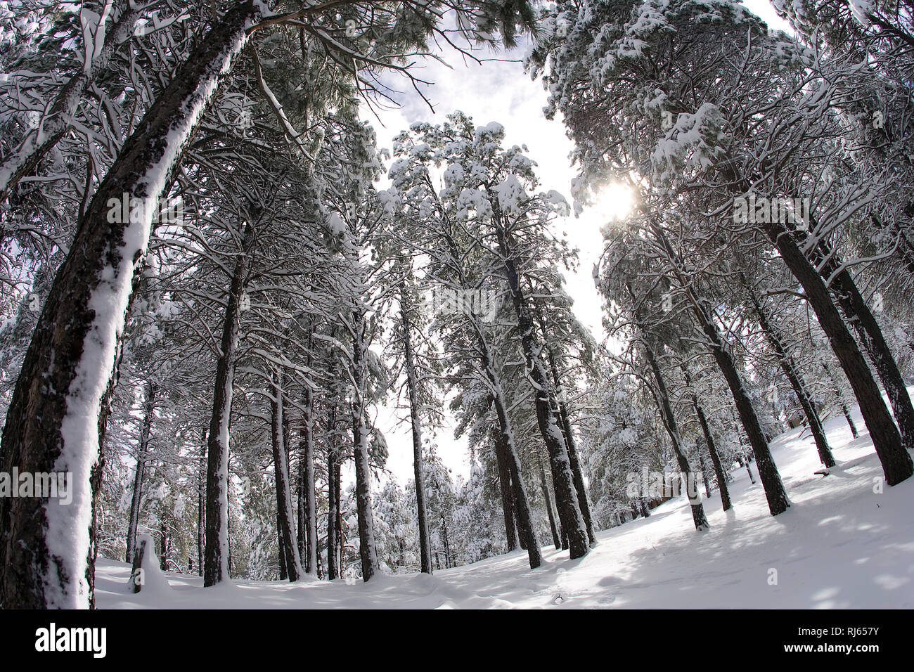 Forrest trees are covered and surrounded by snow in the winter in ...