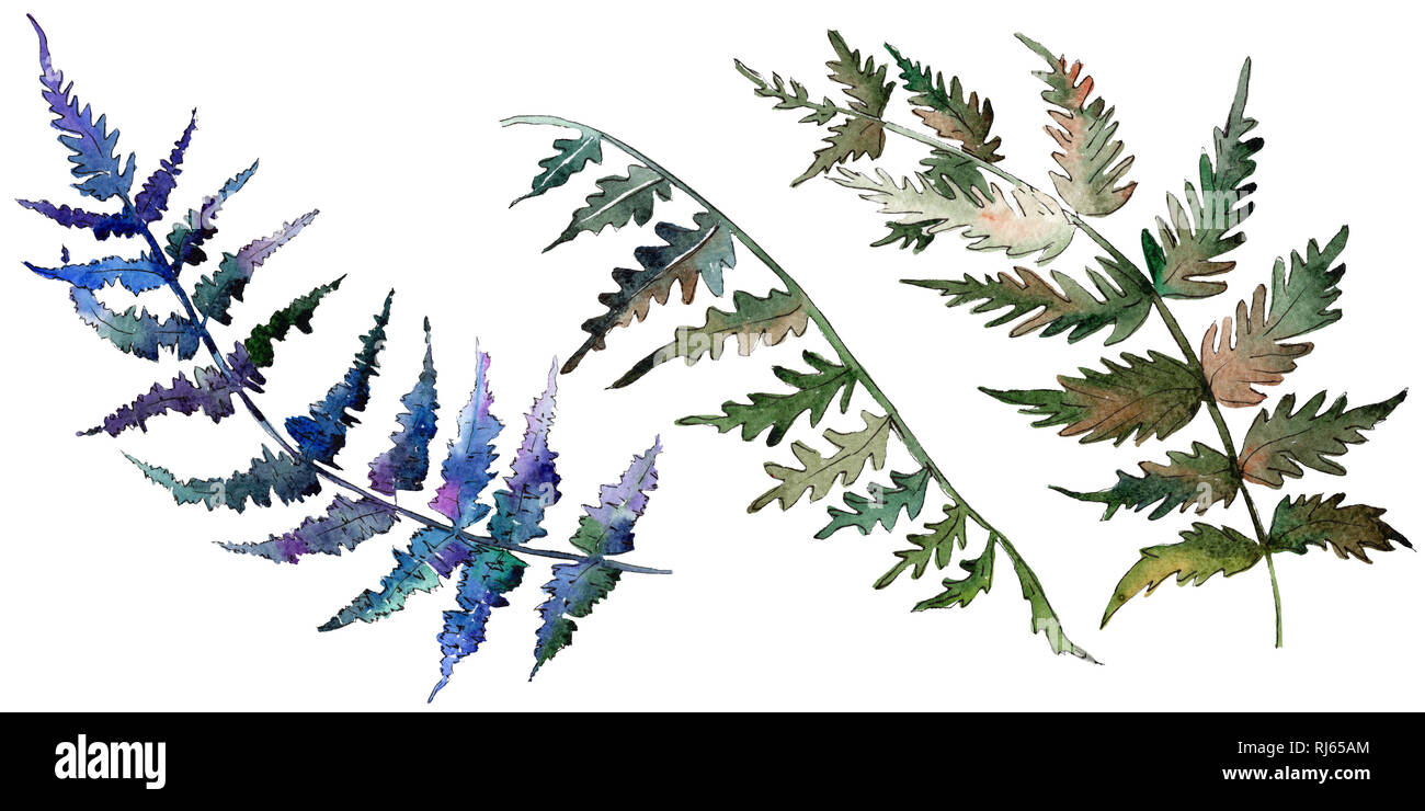 Fern Green leaf. Plant botanical garden floral foliage. Watercolor ...