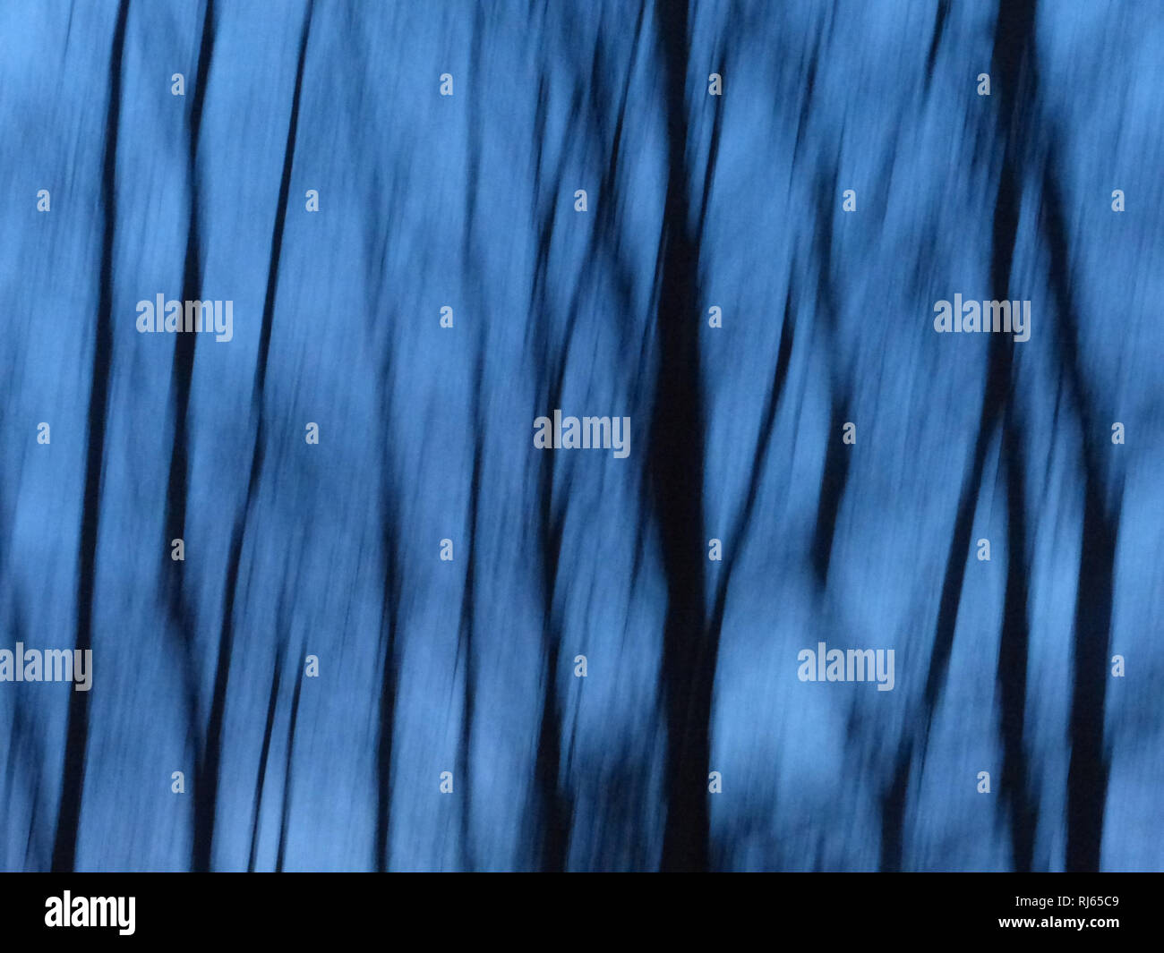 Tree trunks silhouette hi-res stock photography and images - Alamy