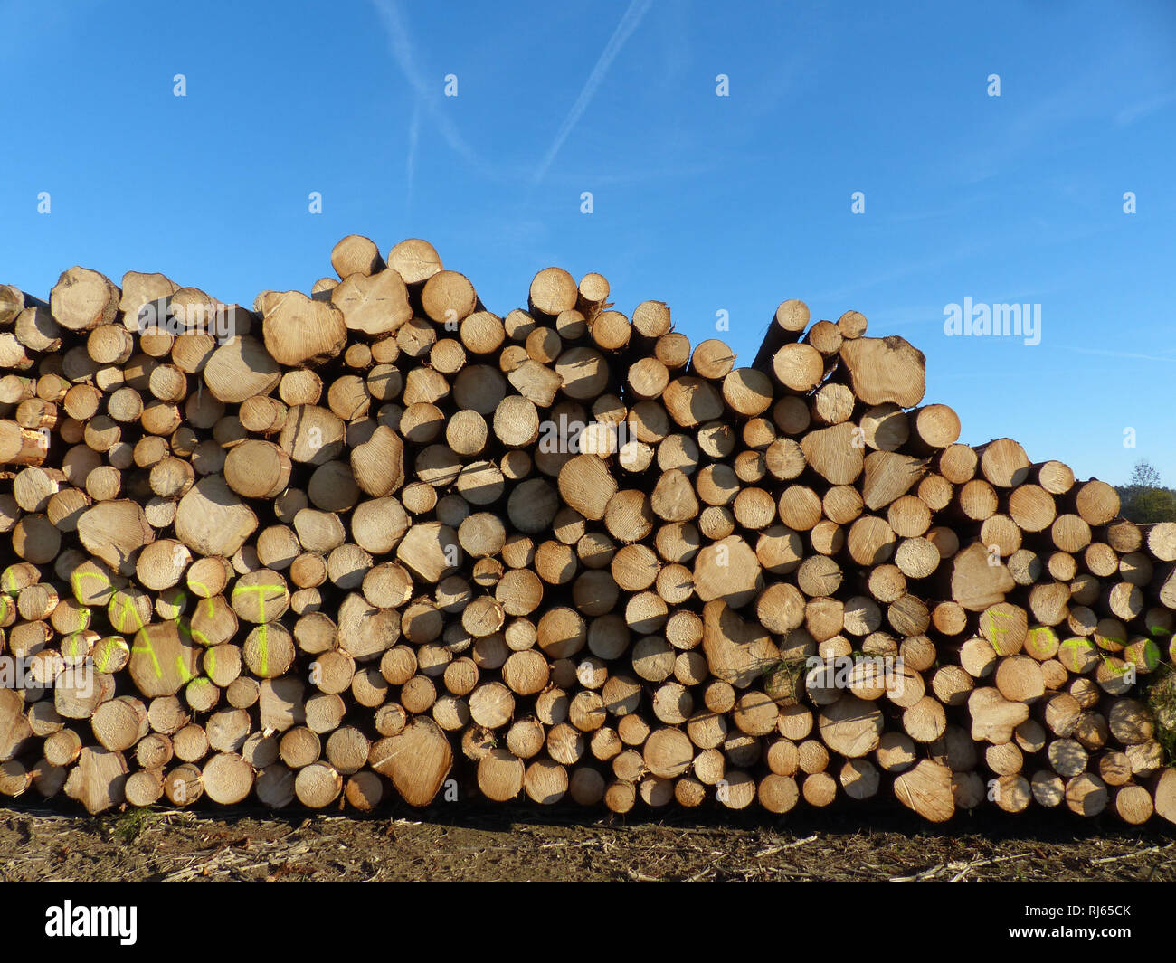 Spruce logs harvested due to bark beetle infestation Stock Photo - Alamy