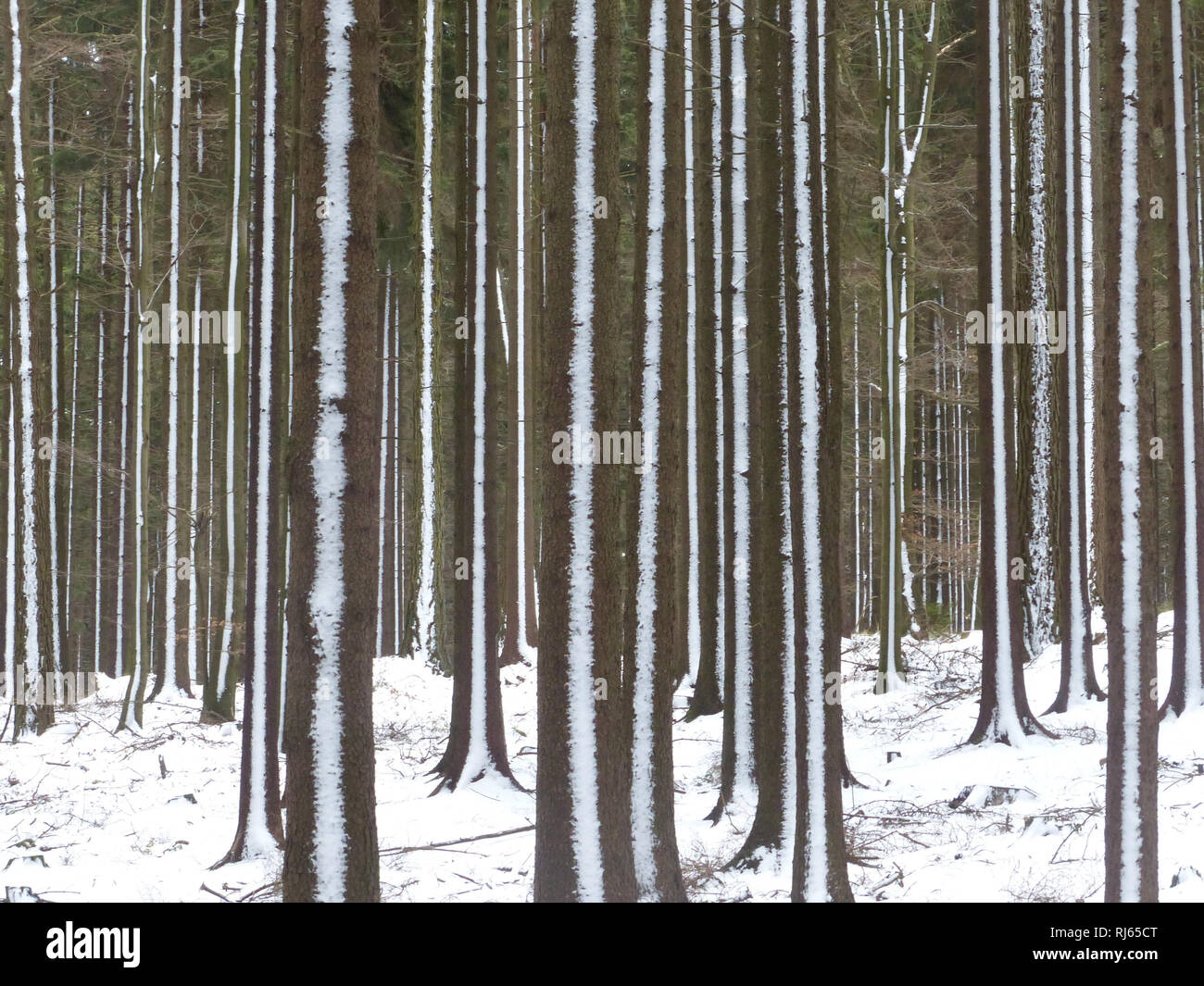 Spruce trees covered by fresh snow all the way up blowed in during snow ...