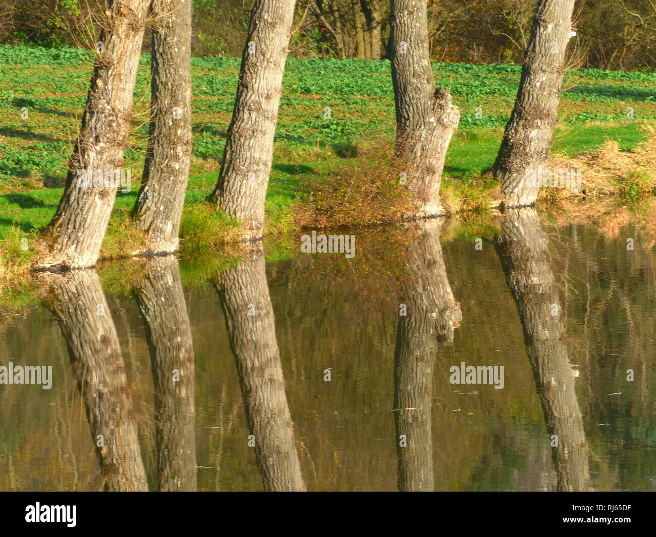 Trees and their reflection in lake Stock Photo - Alamy