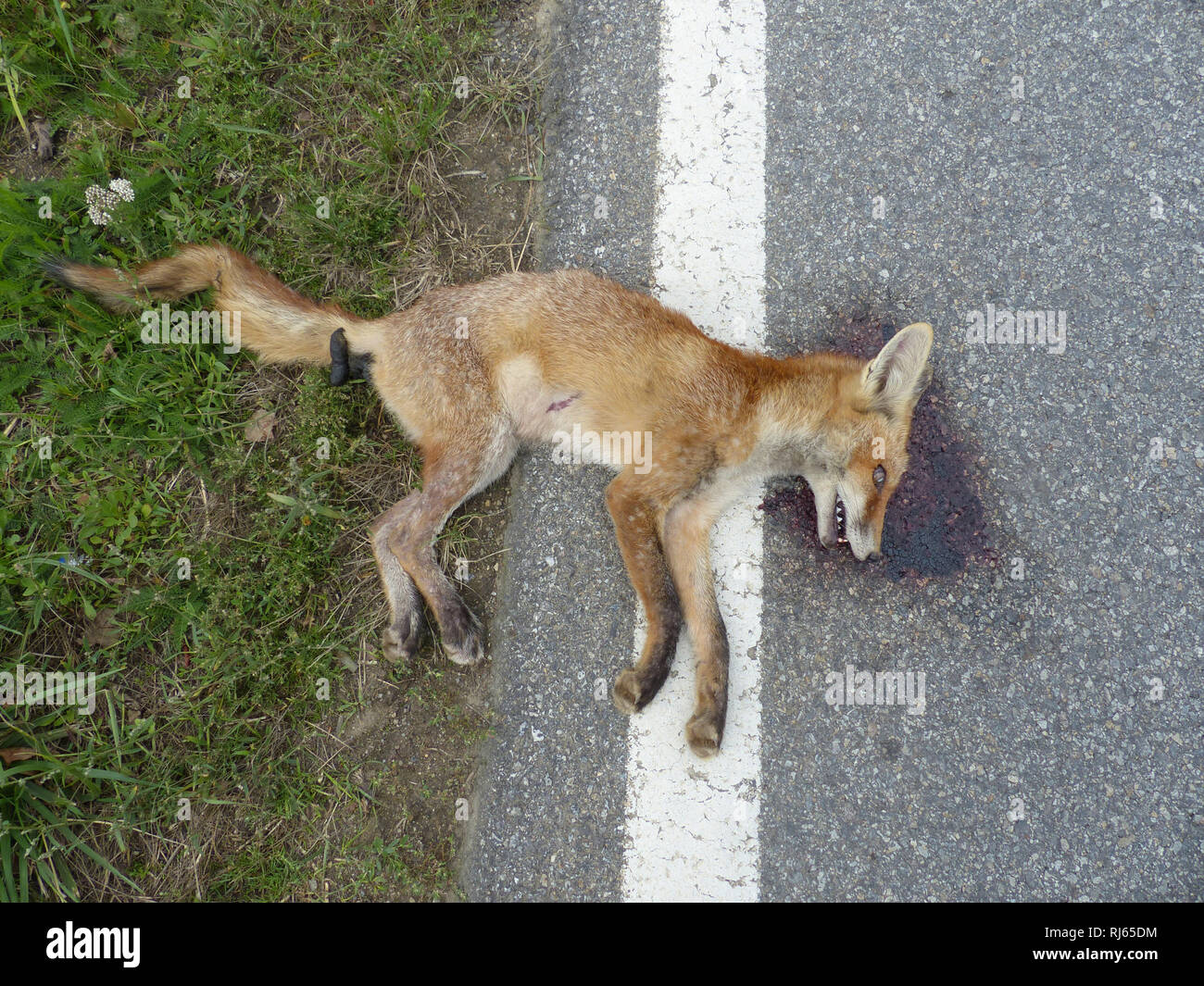 Road killed fox on the side of the road Stock Photo - Alamy