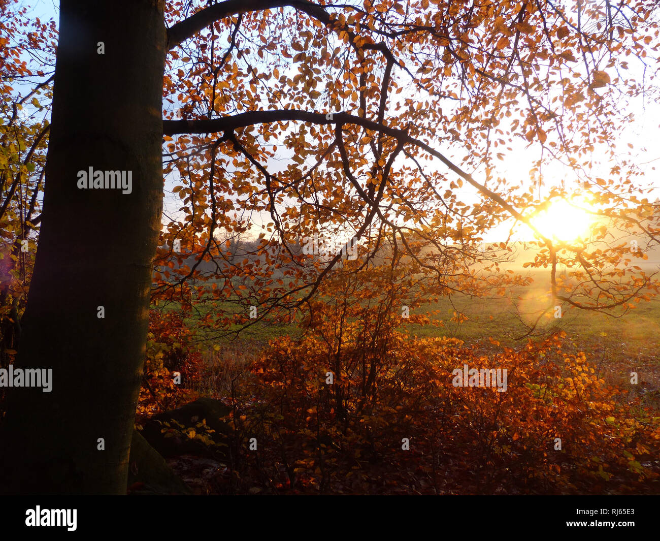 Sunset through beech tree branches Stock Photo - Alamy