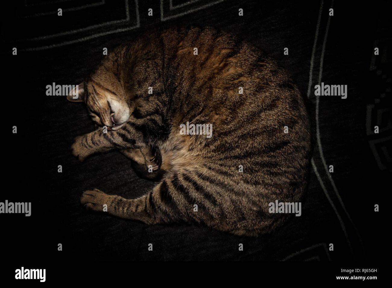 Schlafende Katze auf Sofa Stock Photo - Alamy