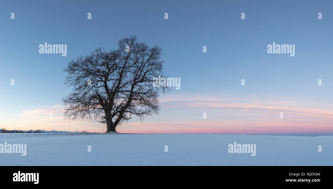 Baum im Winter auf verschneiter Wiese, Deutschland, Bayern, Allgäu ...