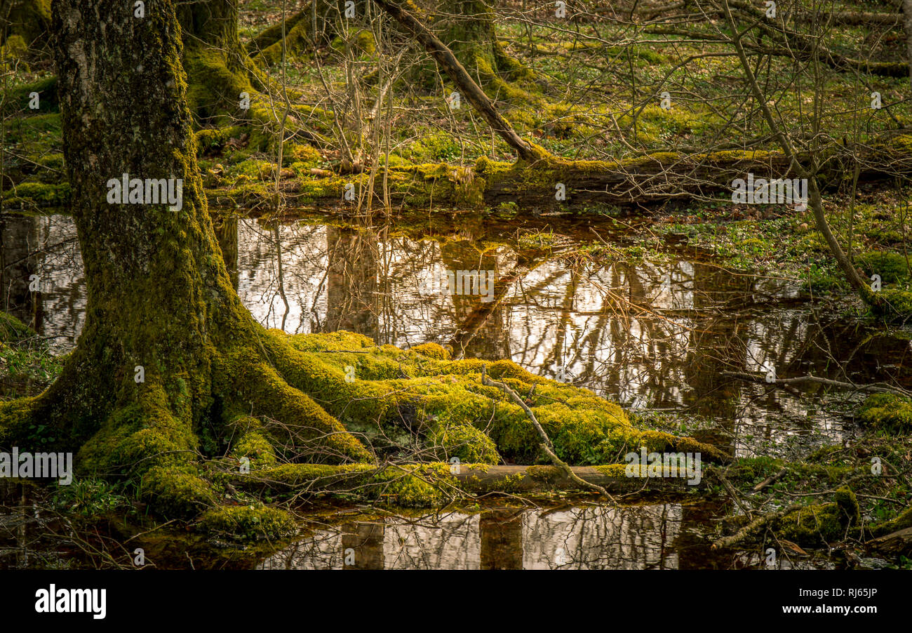 Sumpf moor hi-res stock photography and images - Alamy