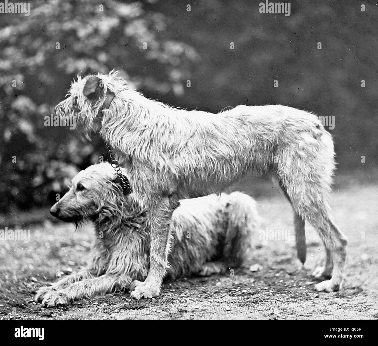 Deer hounds hi-res stock photography and images - Alamy