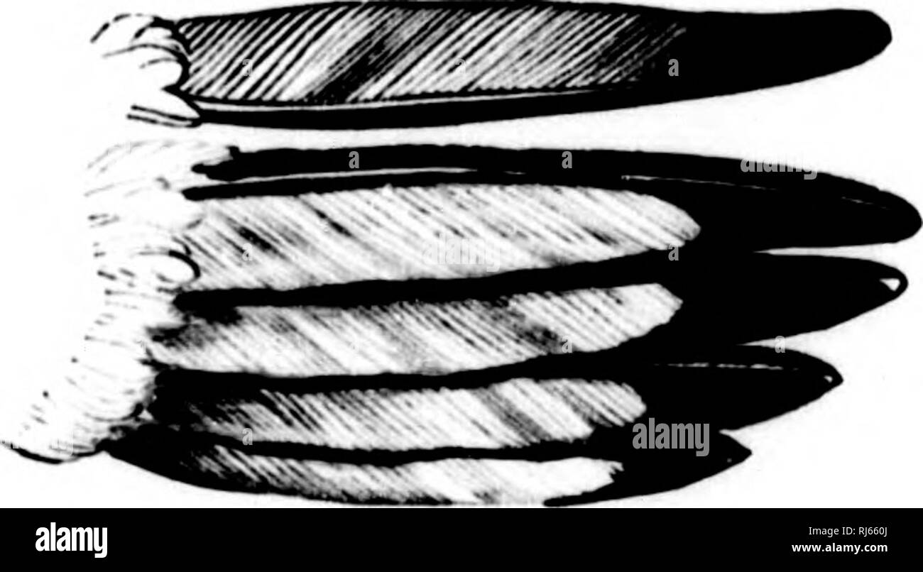 Upper and lower mantle Black and White Stock Photos & Images - Alamy