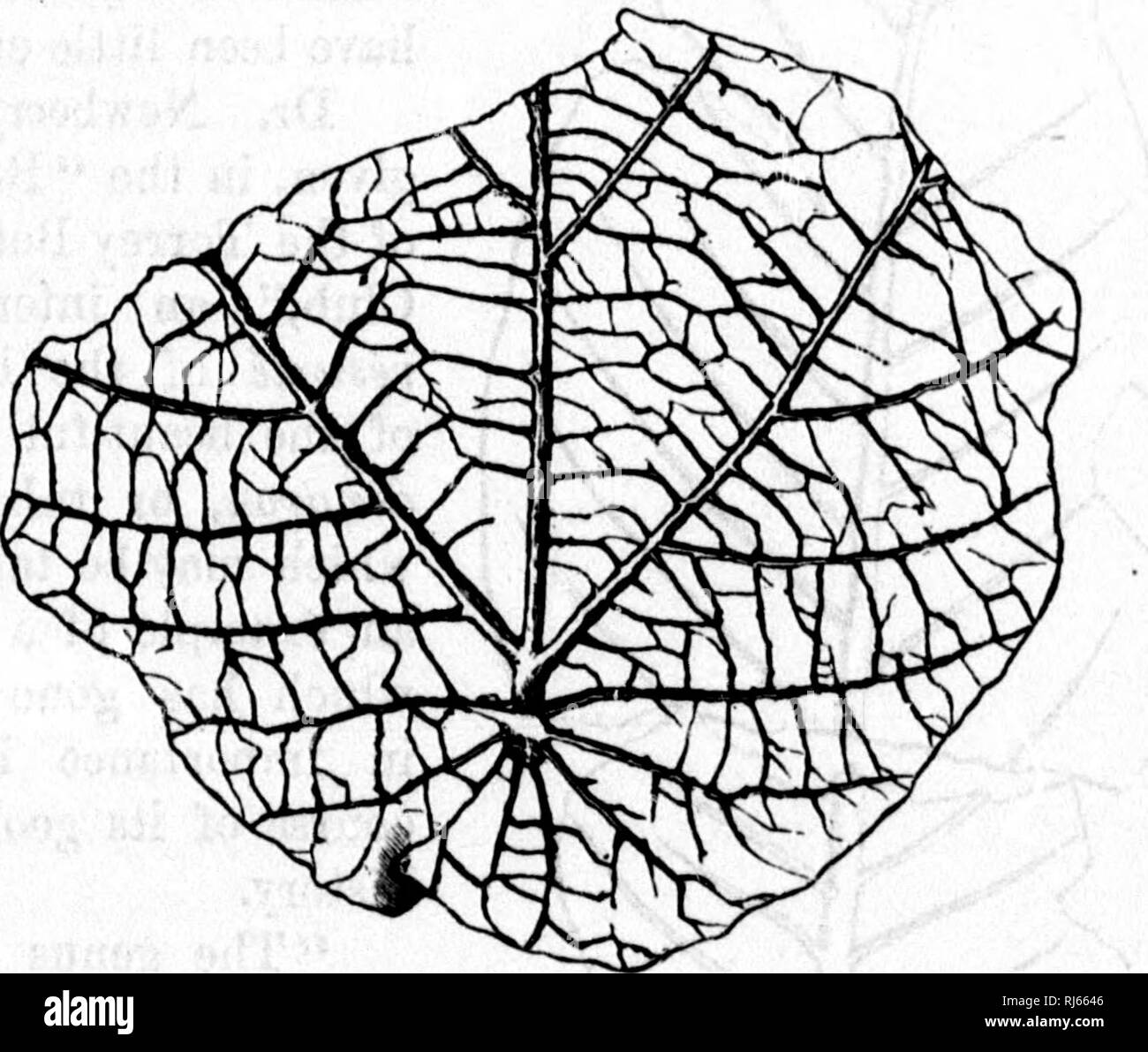 . The geological history of plants [microform]. Paleobotany; PalÃ ...