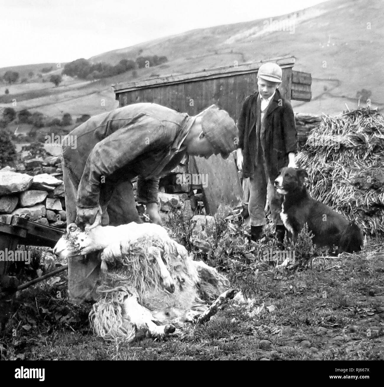 Shearing sheep Black and White Stock Photos & Images - Alamy