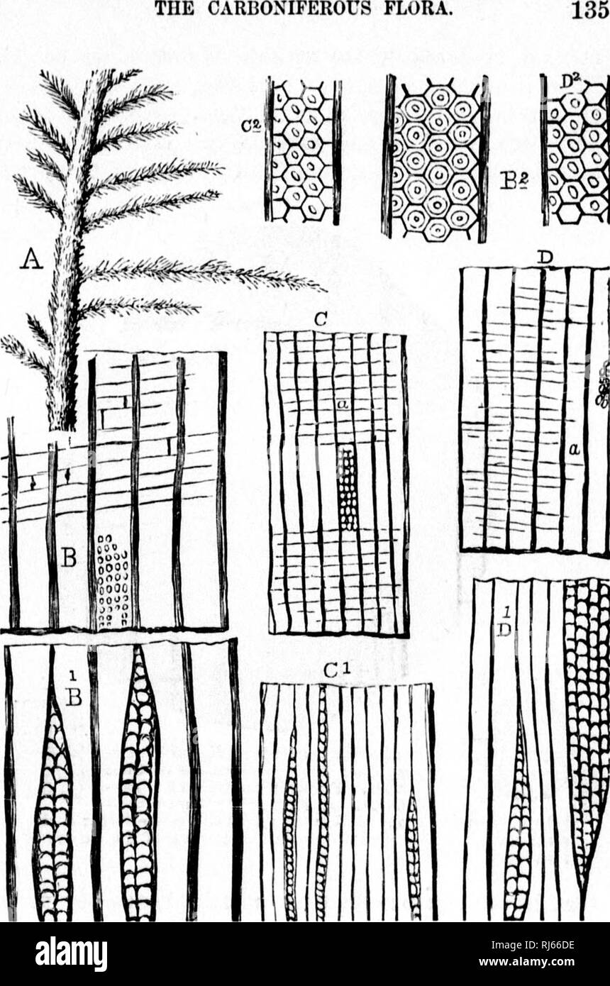 Flora dawson Black and White Stock Photos & Images - Alamy