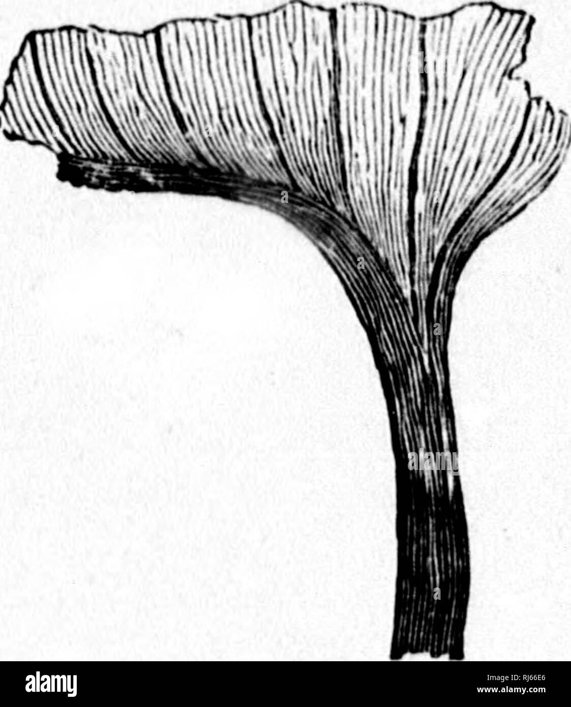 . The geological history of plants [microform]. Paleobotany ...