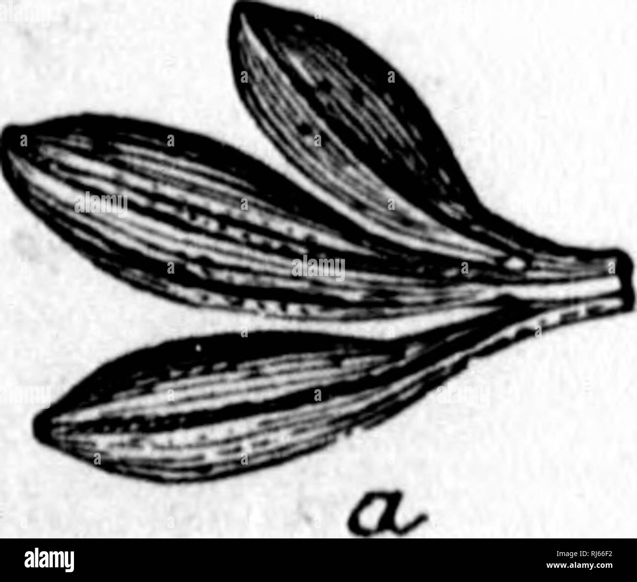 Pinnule Black and White Stock Photos & Images - Alamy