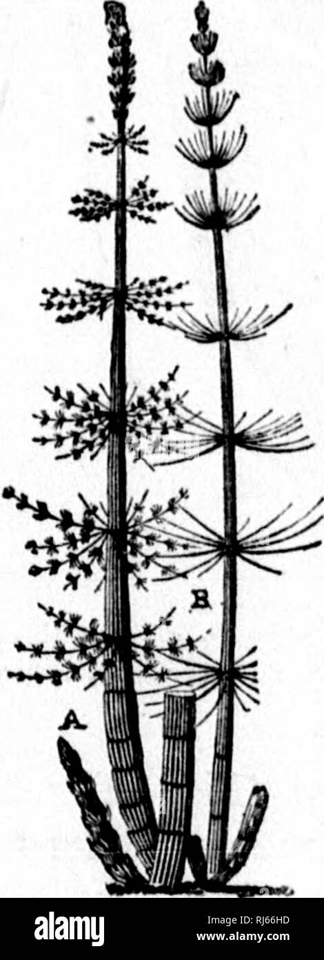 . The geological history of plants [microform]. Paleobotany ...