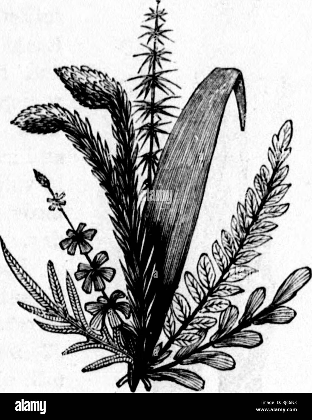 Plants from another world Black and White Stock Photos & Images - Alamy