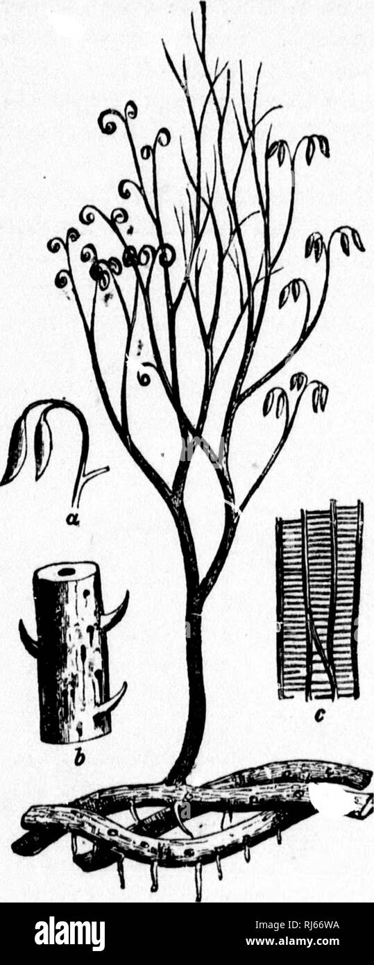 Psilophyton hi-res stock photography and images - Alamy