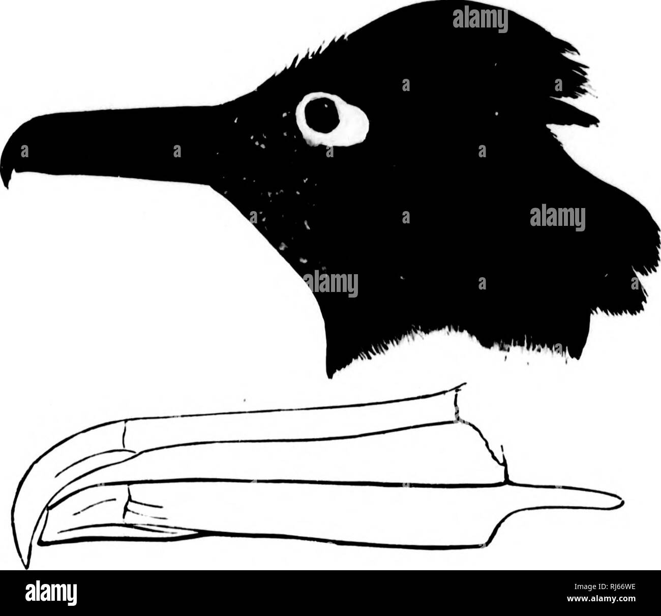 Tail li Cut Out Stock Images & Pictures - Alamy