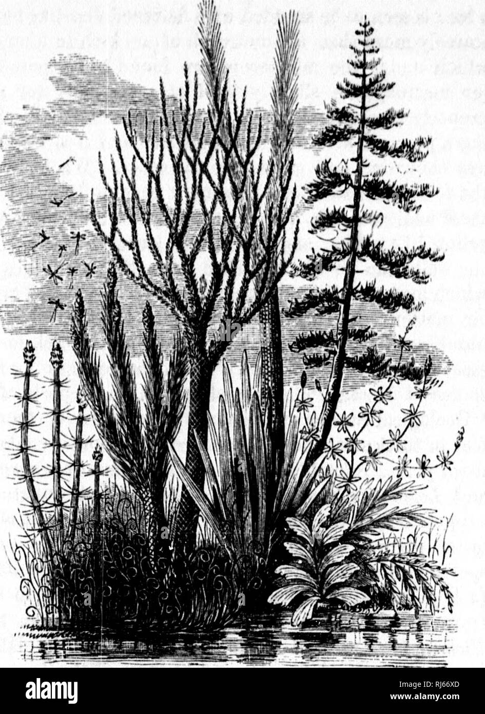Devonian Period Ferns