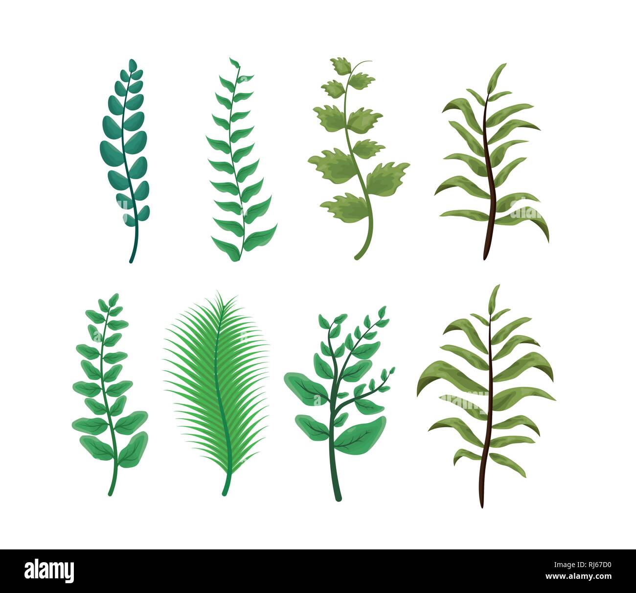 Types of leaves Stock Vector Images - Alamy