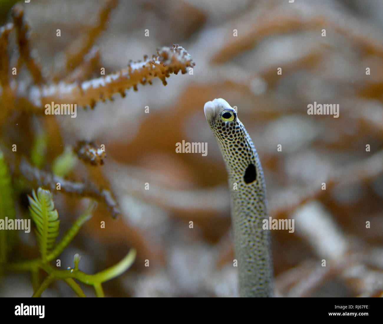 Ohrenfleck-Röhrenaal (Heteroconger hassi), captive Stock Photo - Alamy