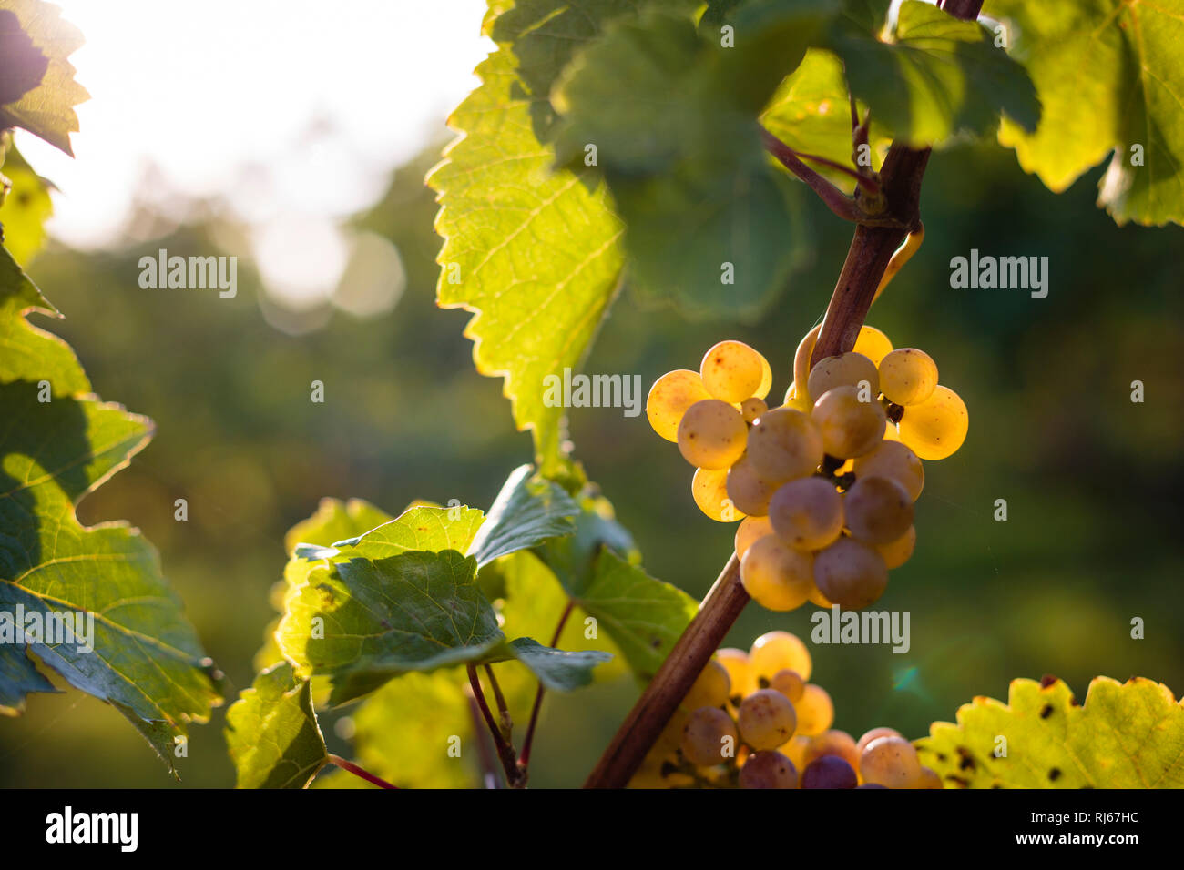 Wein Trauben High Resolution Stock Photography and Images - Alamy