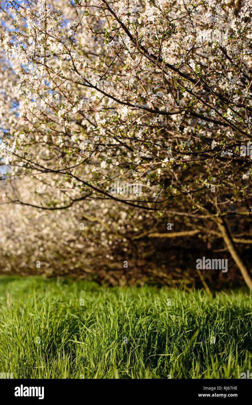Mainz kostheim hi-res stock photography and images - Alamy