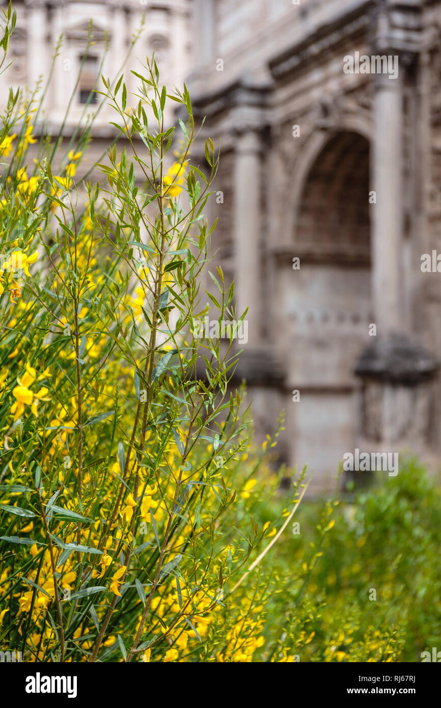 Europa, Italien, Latium, Rom, Auf dem Forum Romanum, im Hintergrund der ...