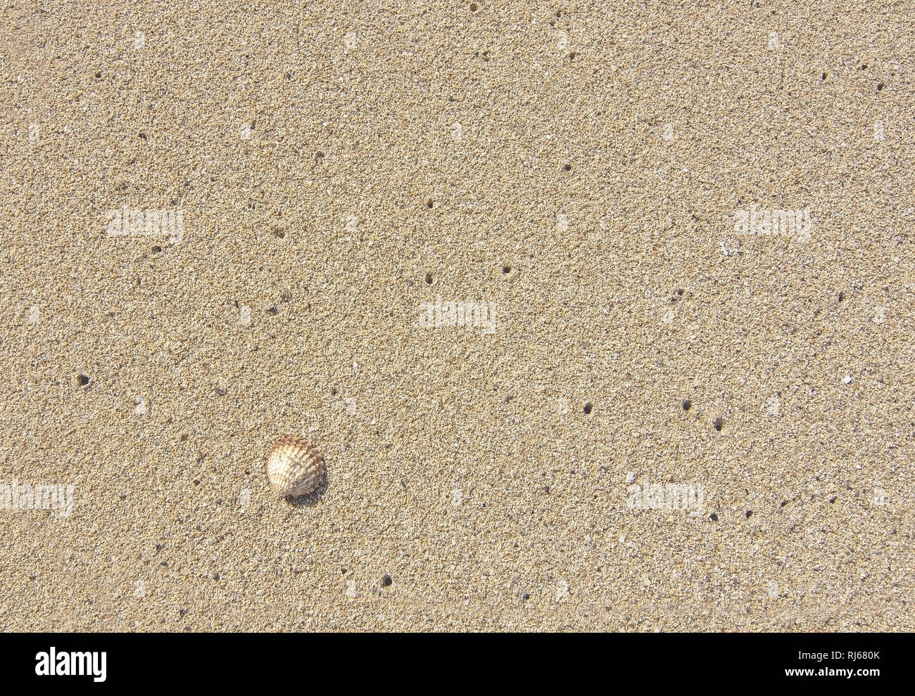 Single seashell on wet sand background texture in Mallorca, Spain Stock ...