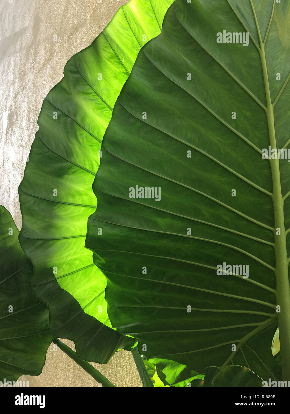 Large green leaf with sharp edge between sun and shadow in Mallorca ...