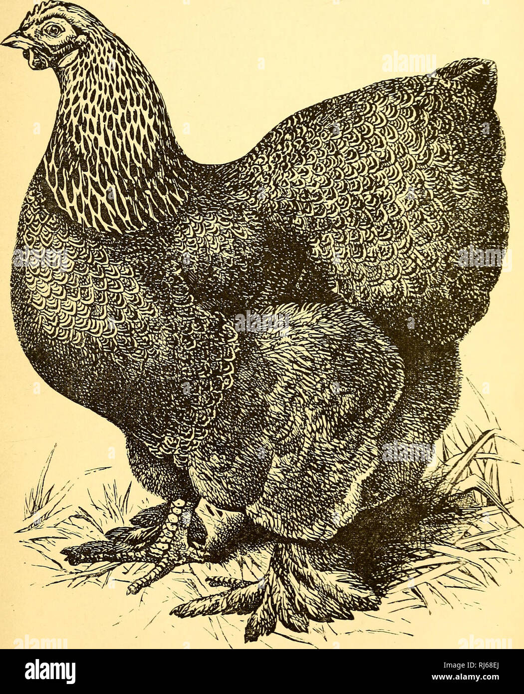 Partridge cochin hen hi-res stock photography and images - Alamy