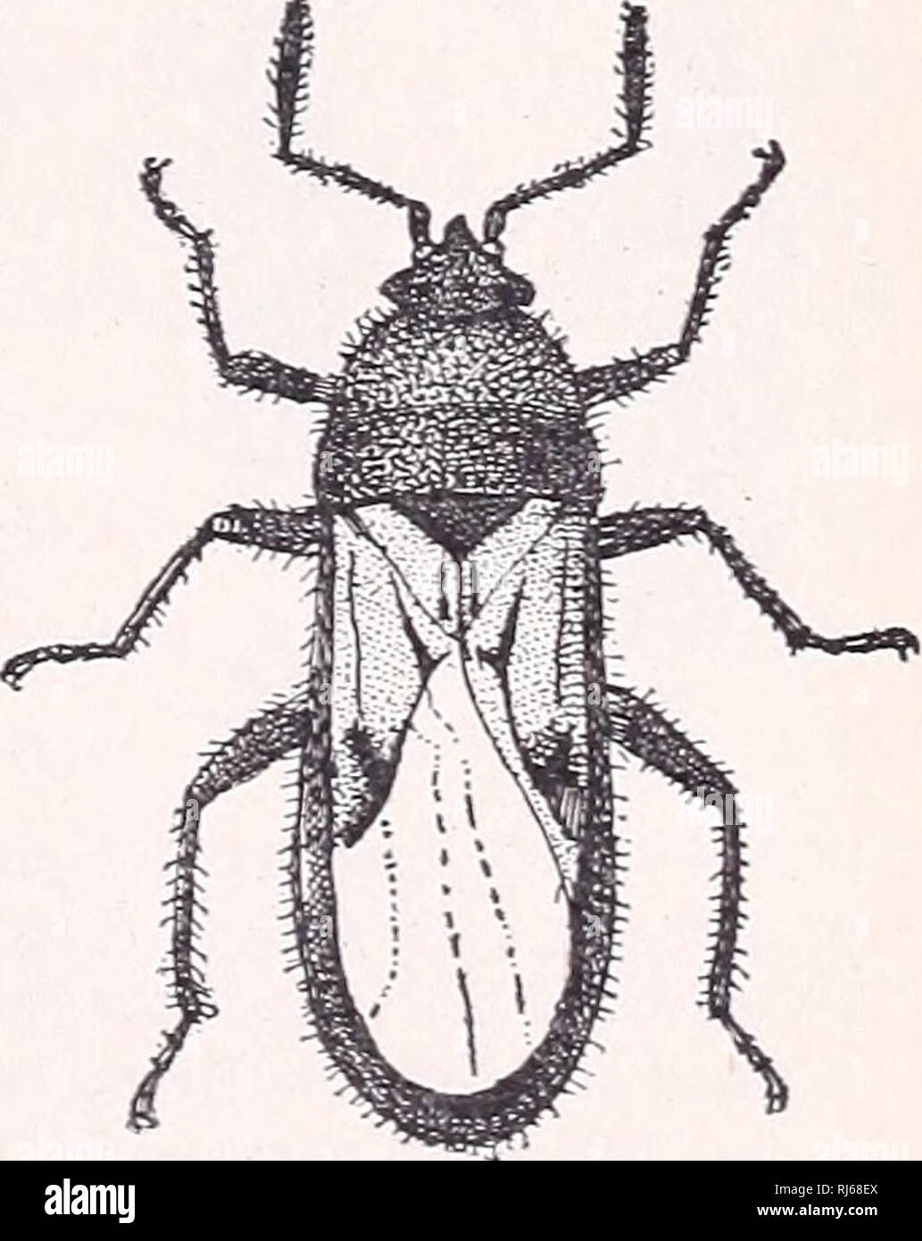 Blissus leucopterus hi-res stock photography and images - Alamy